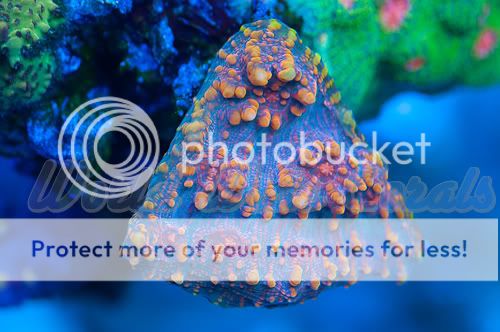 Introducing.... WWC FIRE CHALICE!!!!!! Chalice Collectors Only ...