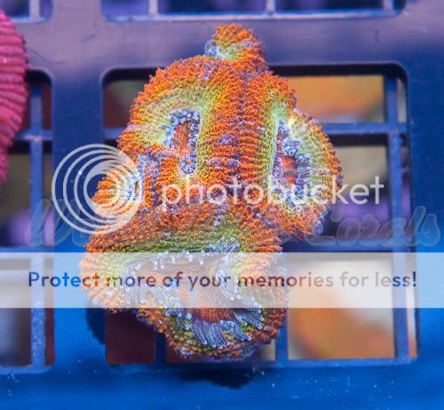 ULTRA Aussie RAINBOW Acans Are Here!!!!! | Reef2Reef