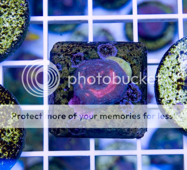 Sweet Chalice Pack | Reef2Reef